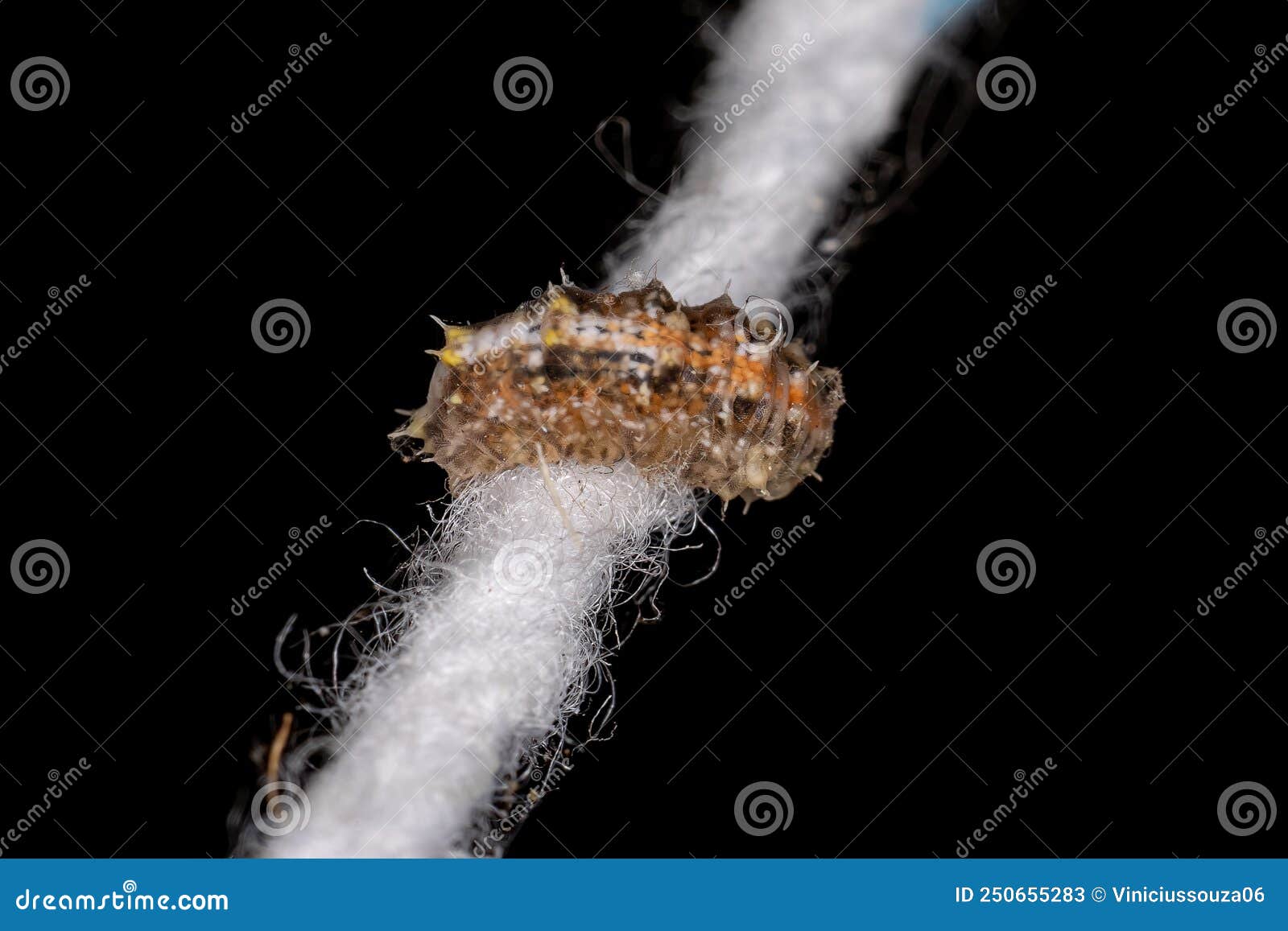 Small Hover Fly Larvae stock image. Image of nature - 250655283