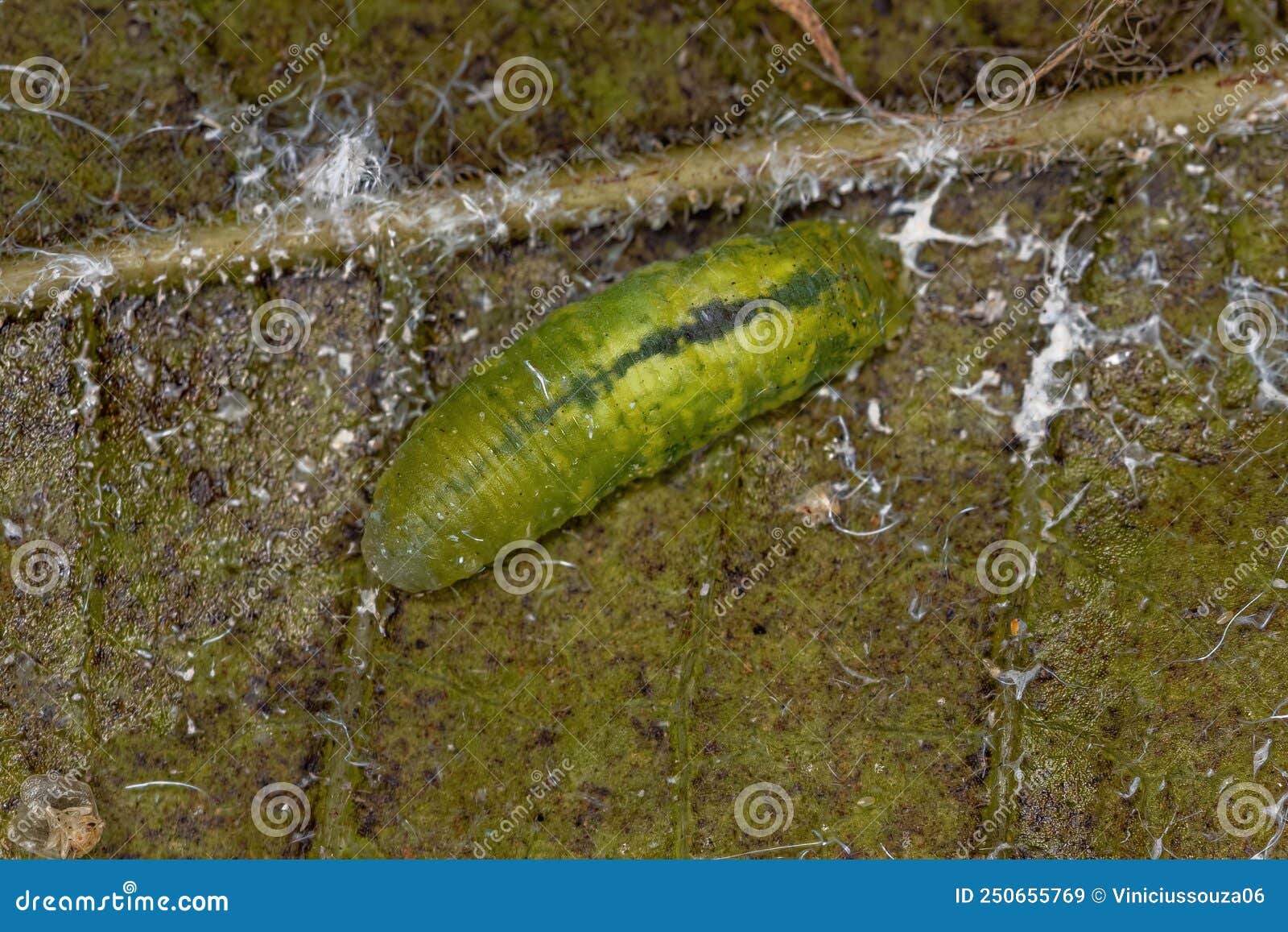 Small Hover Fly Larvae stock image. Image of fauna, pupa - 250655769