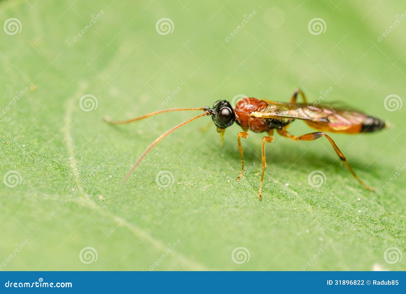 Small Hover Fly Macro stock photo. Image of diptera, wilderness - 31896822