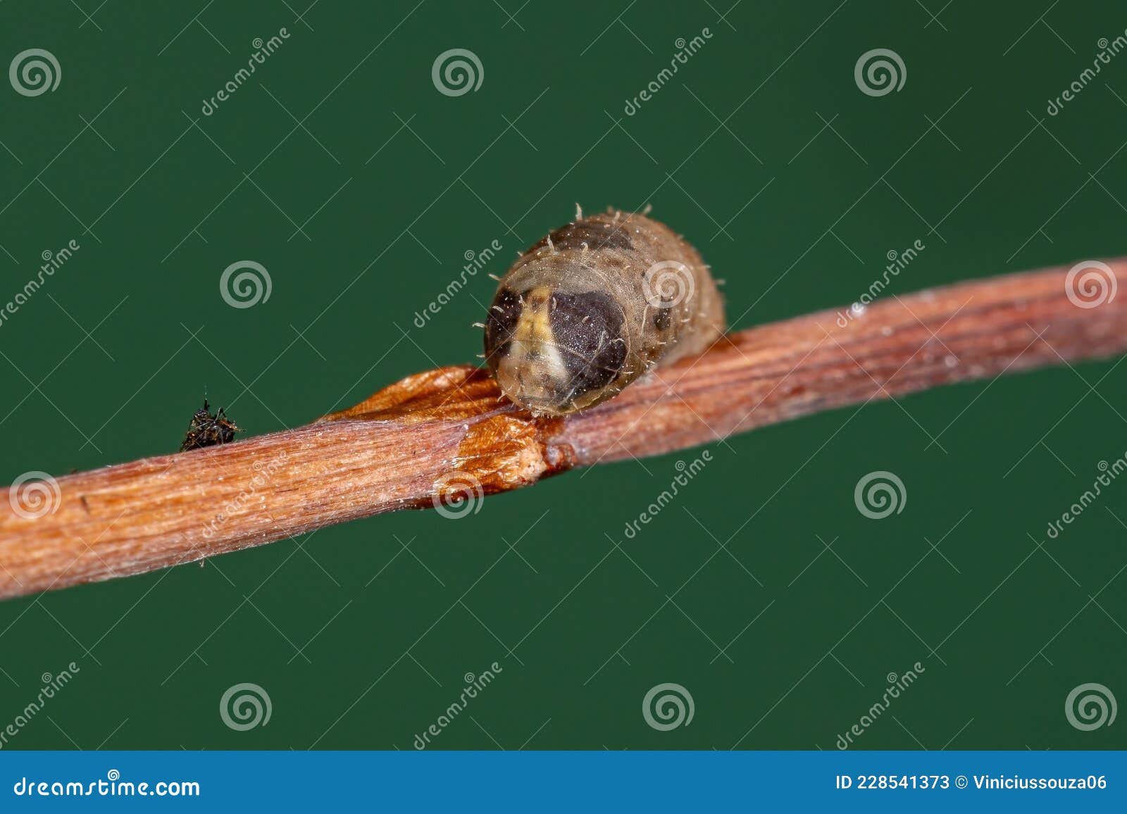 Small Hover Fly Pupa stock image. Image of larvae, animal - 228541373