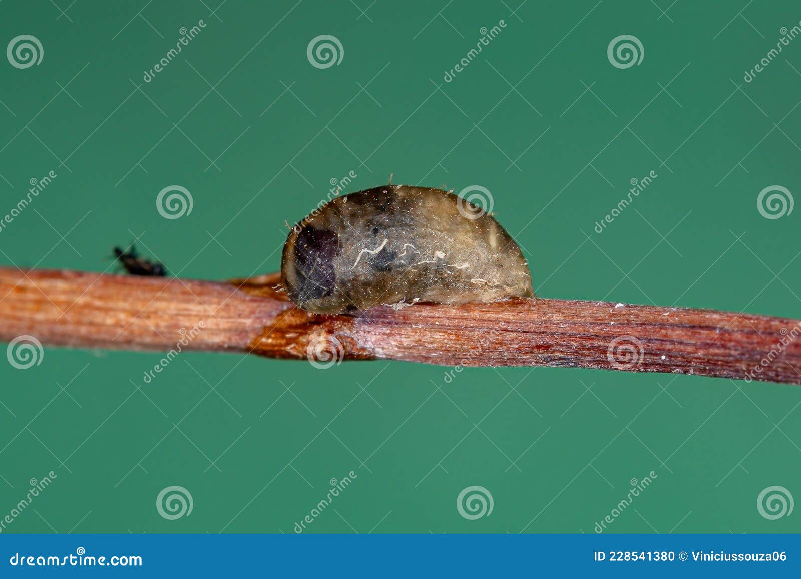 Small Hover Fly Pupa stock photo. Image of hexapod, diptera - 228541380