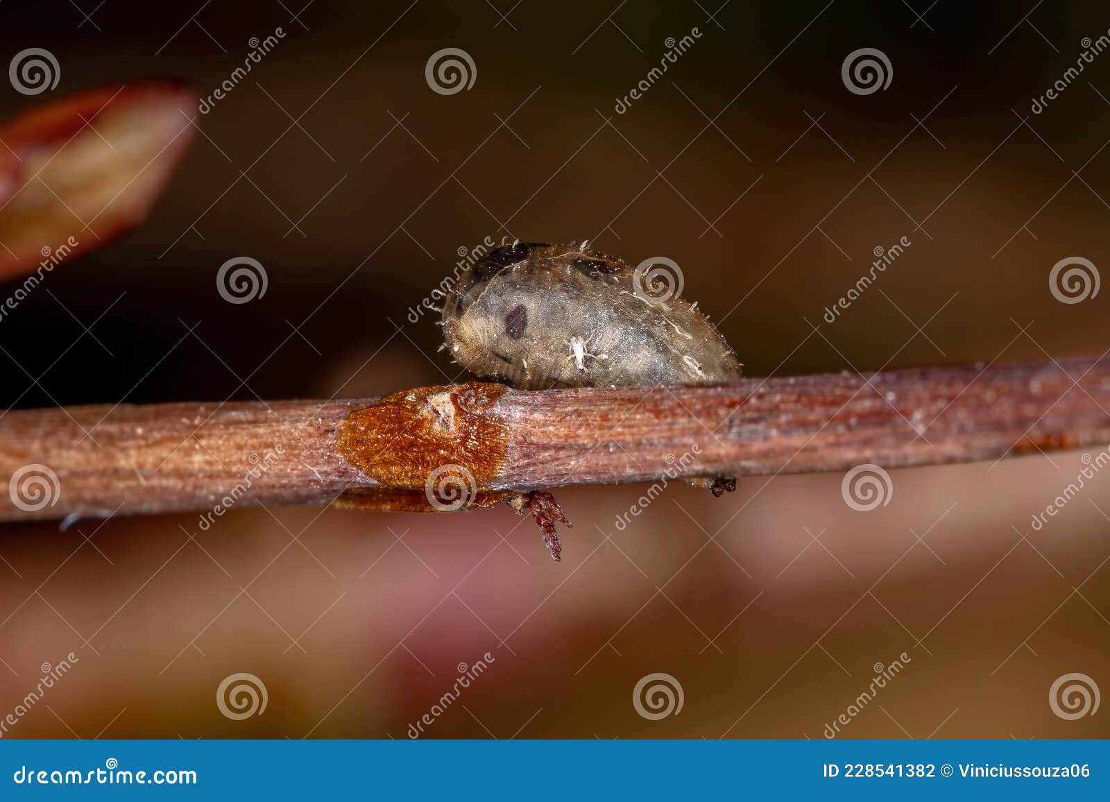 Small Hover Fly Pupa stock photo. Image of plant, arthropods - 228541382