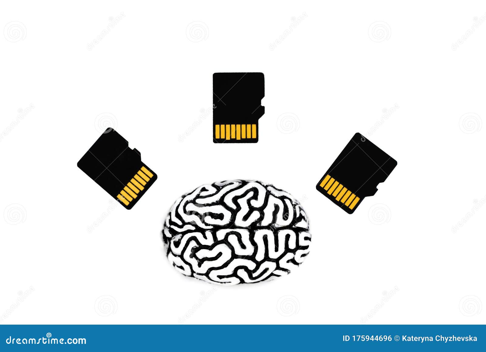 Small Human Brain Model with Three Memory Cards Lying on a White ...