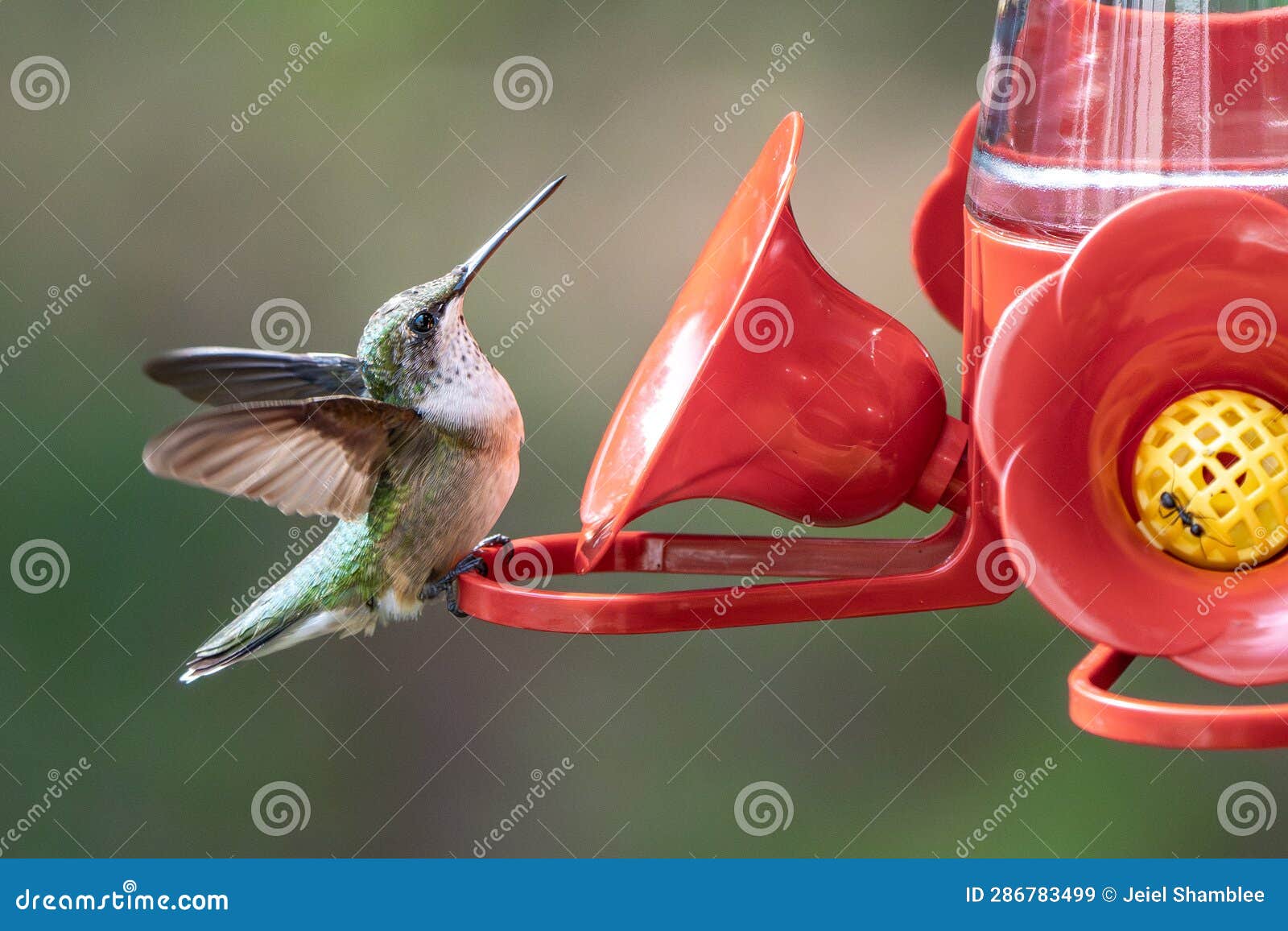 Small Hummingbird on Feeder. Stock Image - Image of wildlife, wings ...