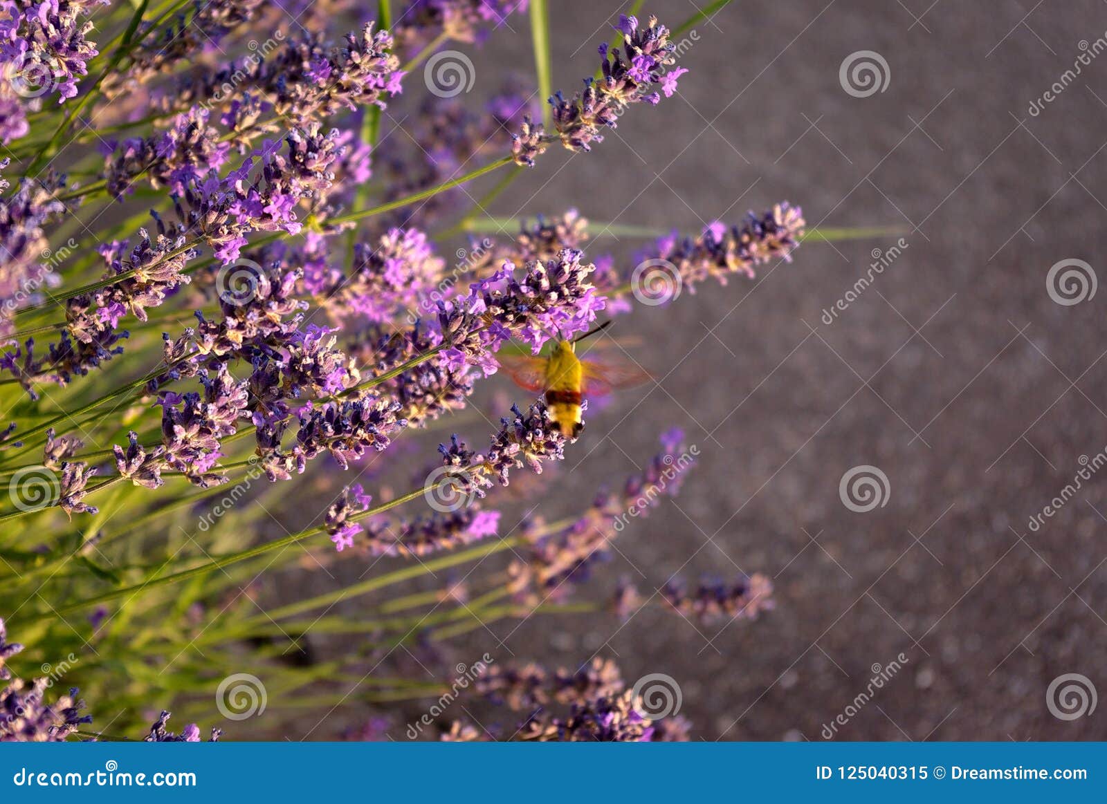 Hummingbird Hawk-moth with Purple Lavender Stock Image - Image of ...