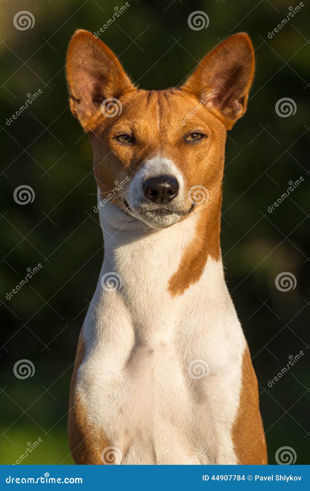 Small Hunting Dog Breed Basenji Stock Photo - Image: 44907784