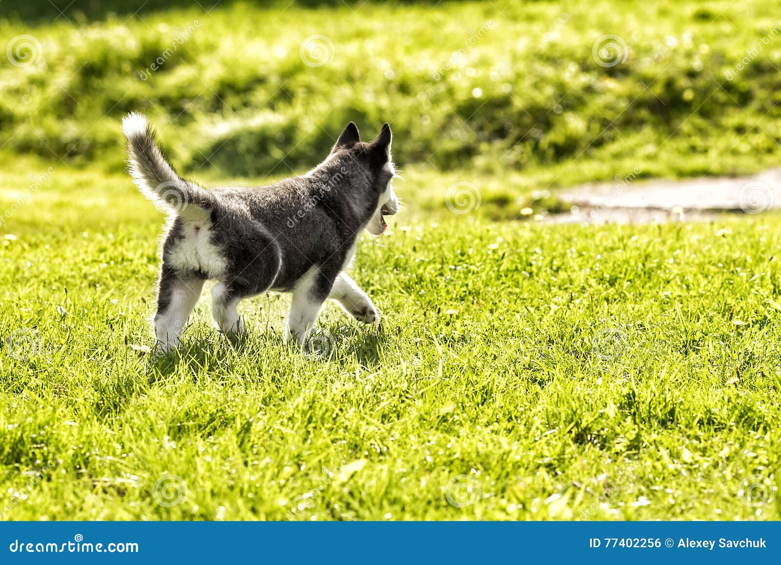 Small Husky Puppy Back View Stock Photo - Image of husky, nose: 77402256
