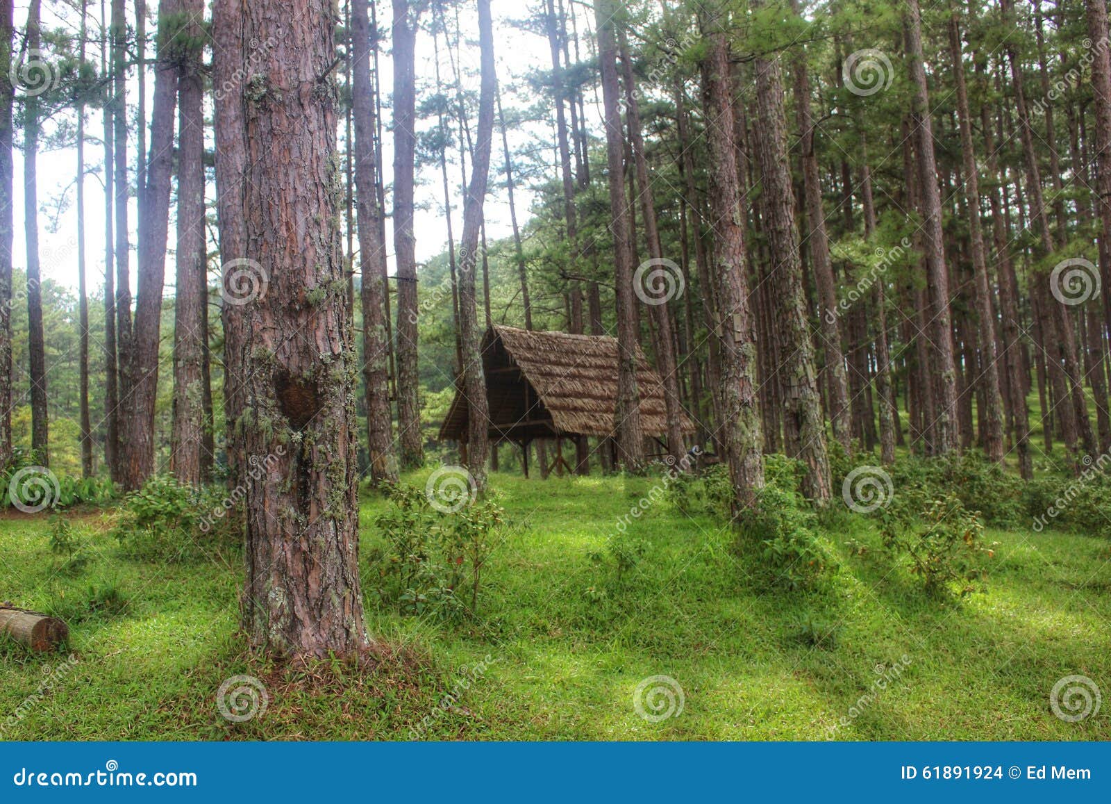 Small Hut Deep in the Pine Forests Stock Photo - Image of grass ...