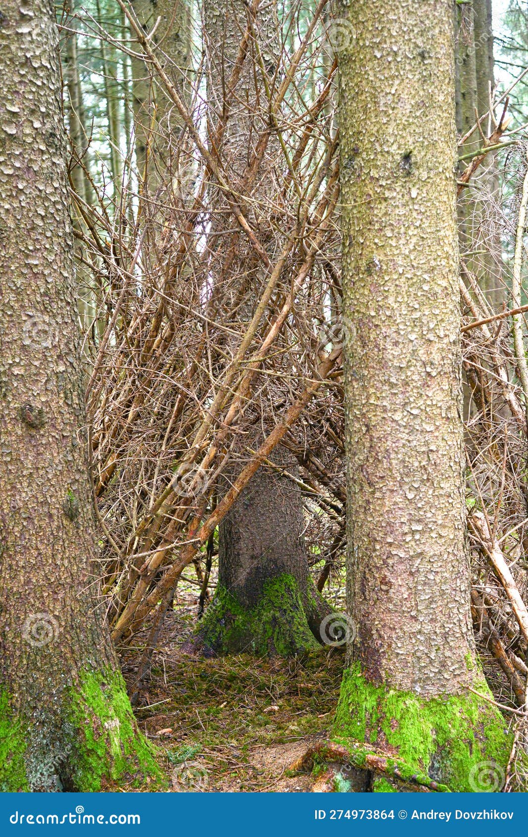 A Small Hut Made of Many Branches is Located in the Forest Near the ...