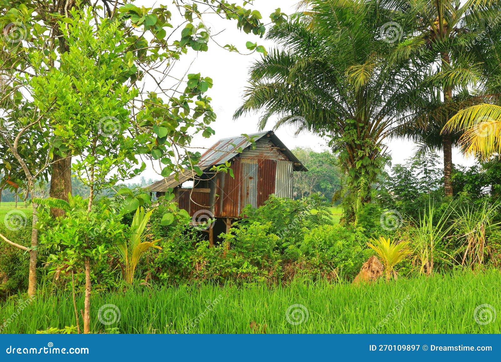 Small Hut in the Middle of the Rice Fields. Stock Image - Image of ...