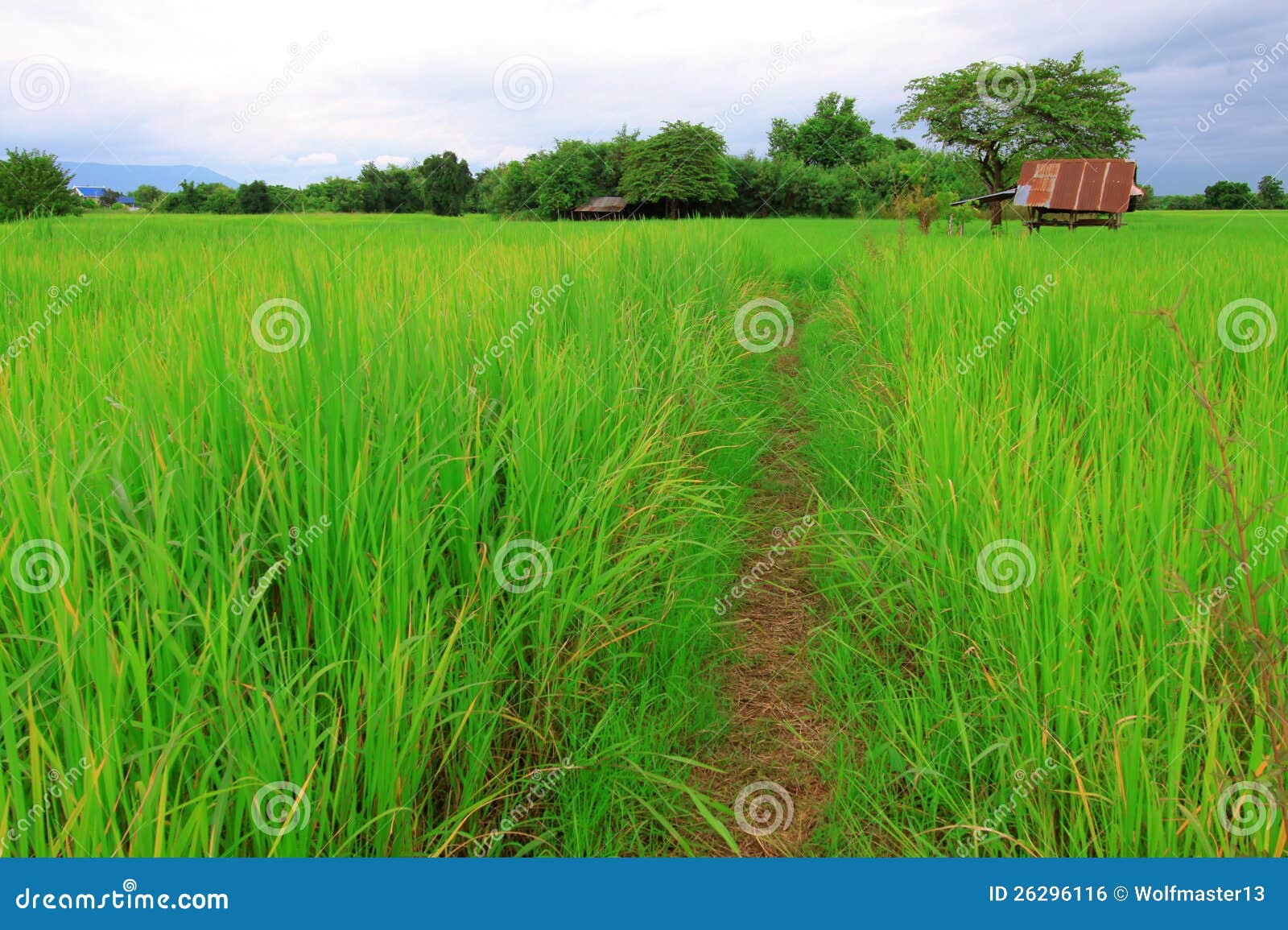 Small hut in rice farm stock photo. Image of culture - 26296116