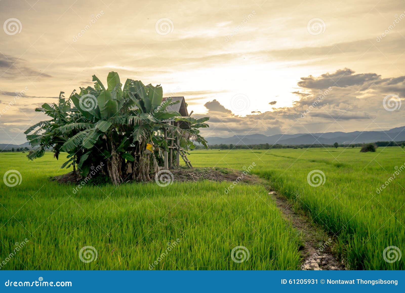 Small hut in rice field stock image. Image of harvest - 61205931