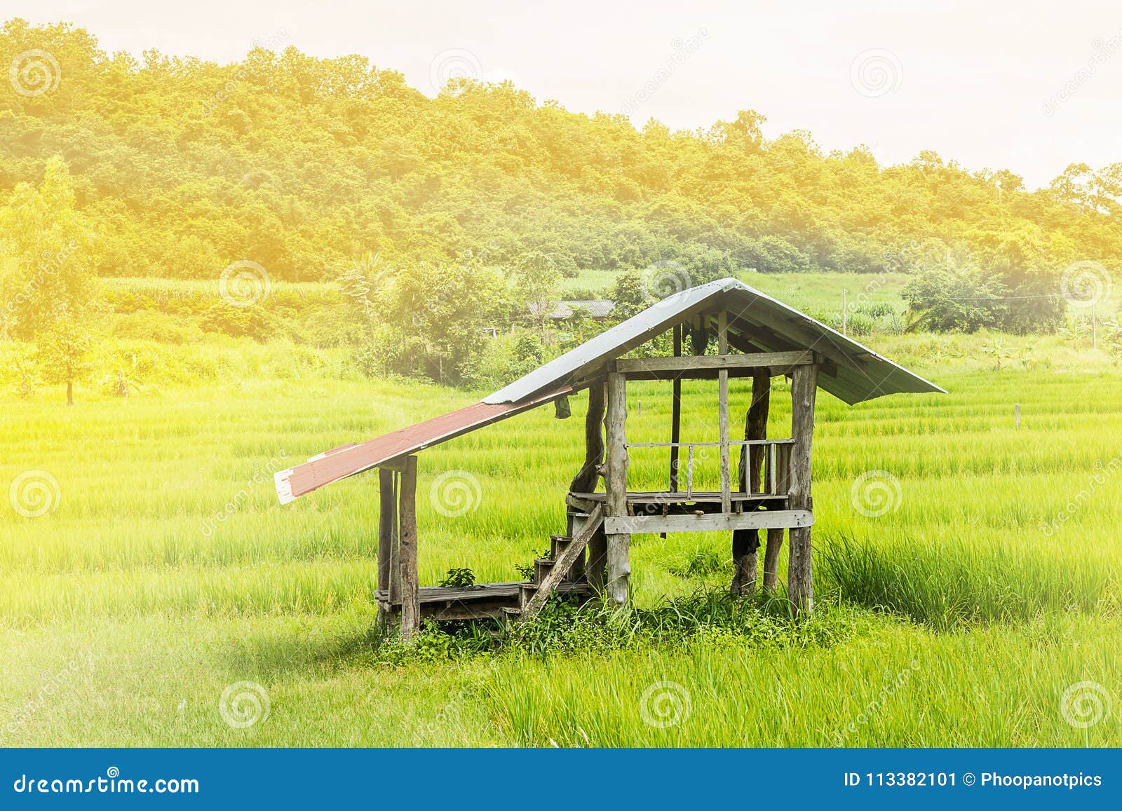 Small hut in paddy field stock image. Image of tree - 113382101