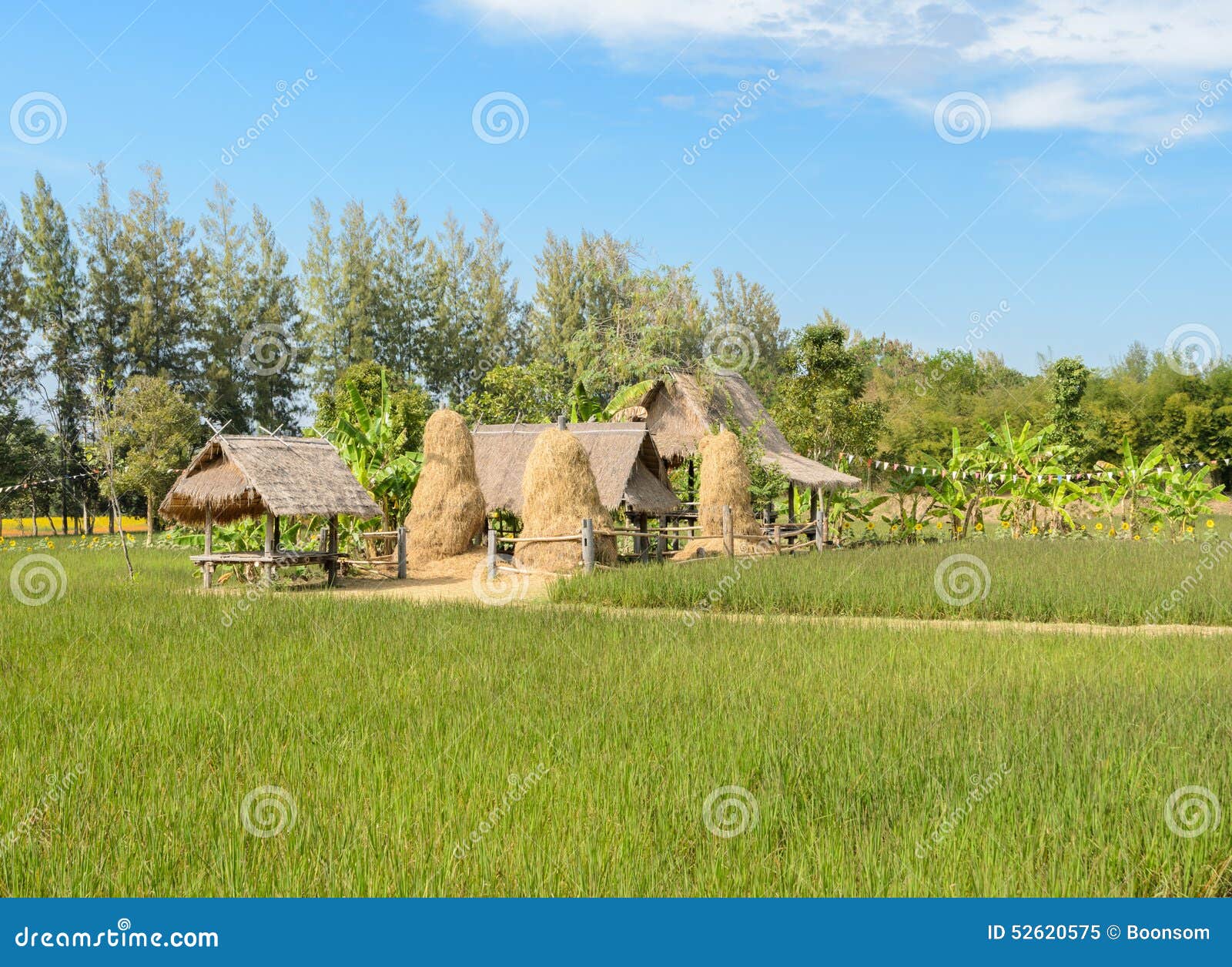 Small Huts in Rice Paddy Field Stock Image - Image of nature, tropical ...