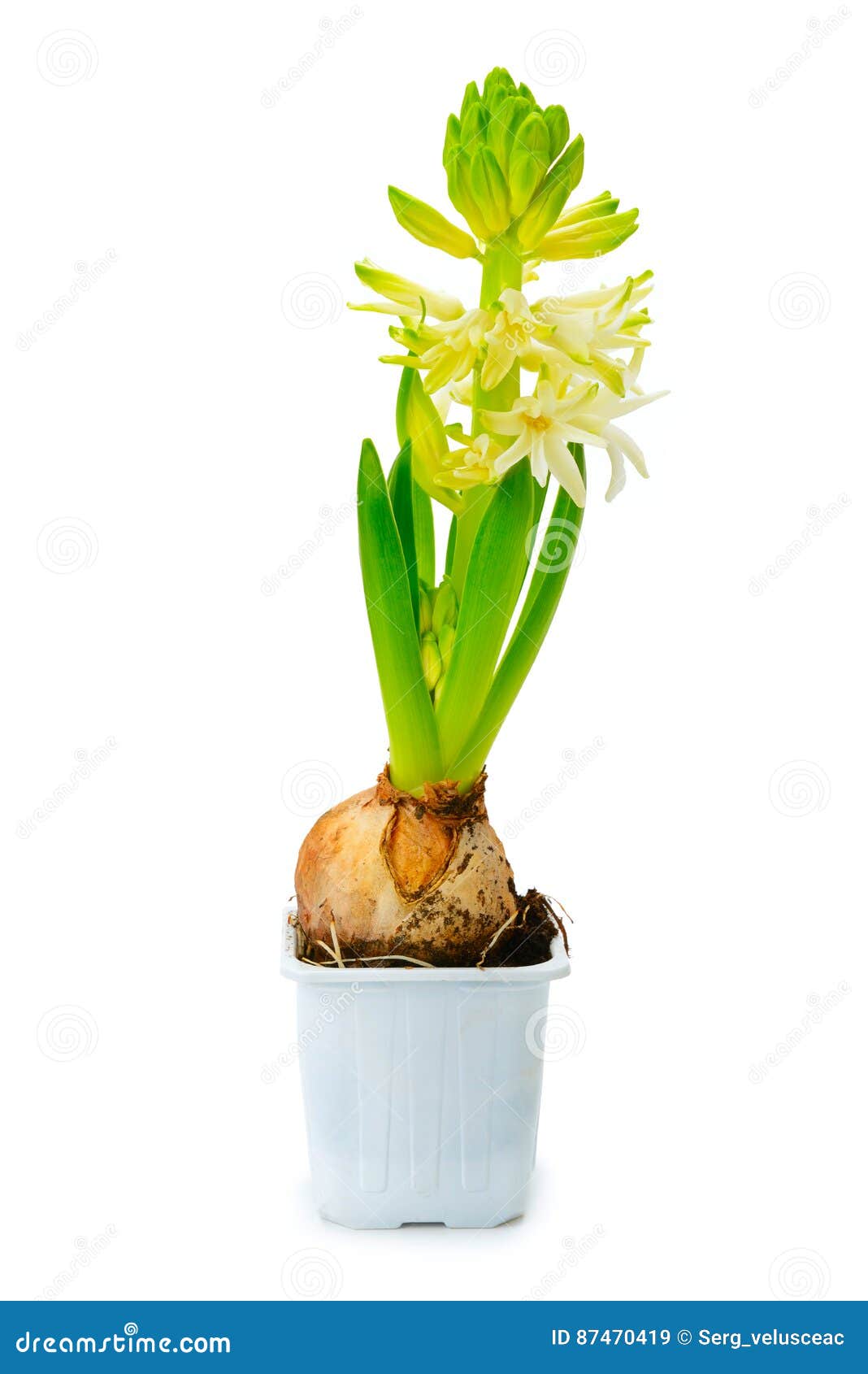 Small Hyacinth in Pot Isolated on White Stock Image - Image of botany ...