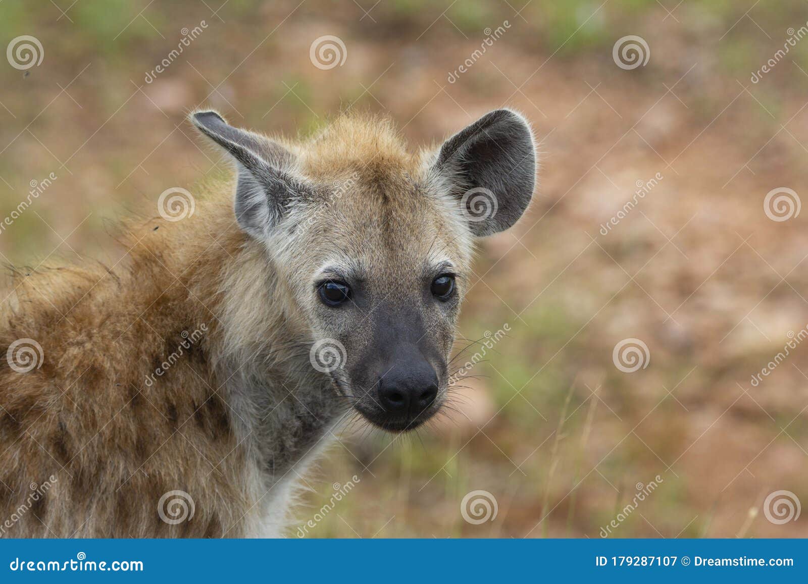 Small Hyena Looking at the Camera Stock Image - Image of hyenas, little ...