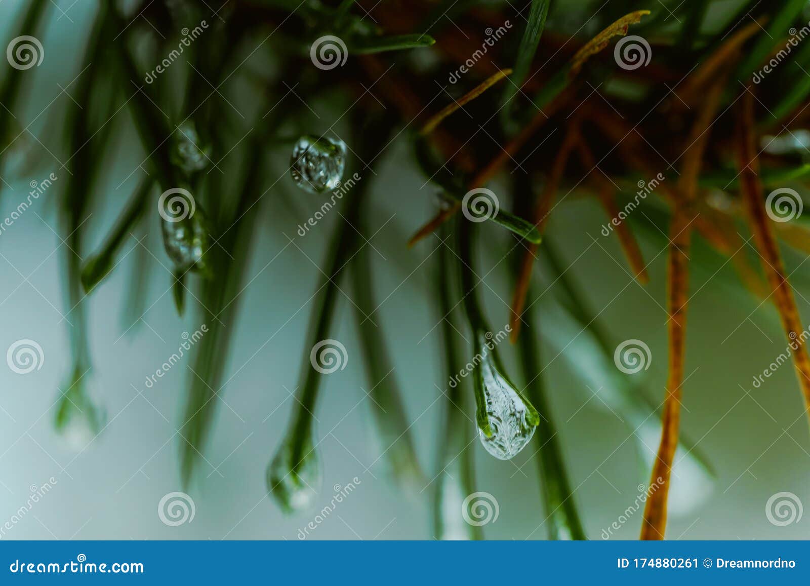 A Small Ice Crystal on a Pine Twig Stock Image - Image of covered ...
