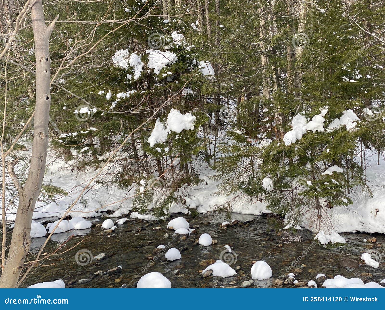 Small Iced River Flowing through the Stones in the Snowy Forest Stock ...