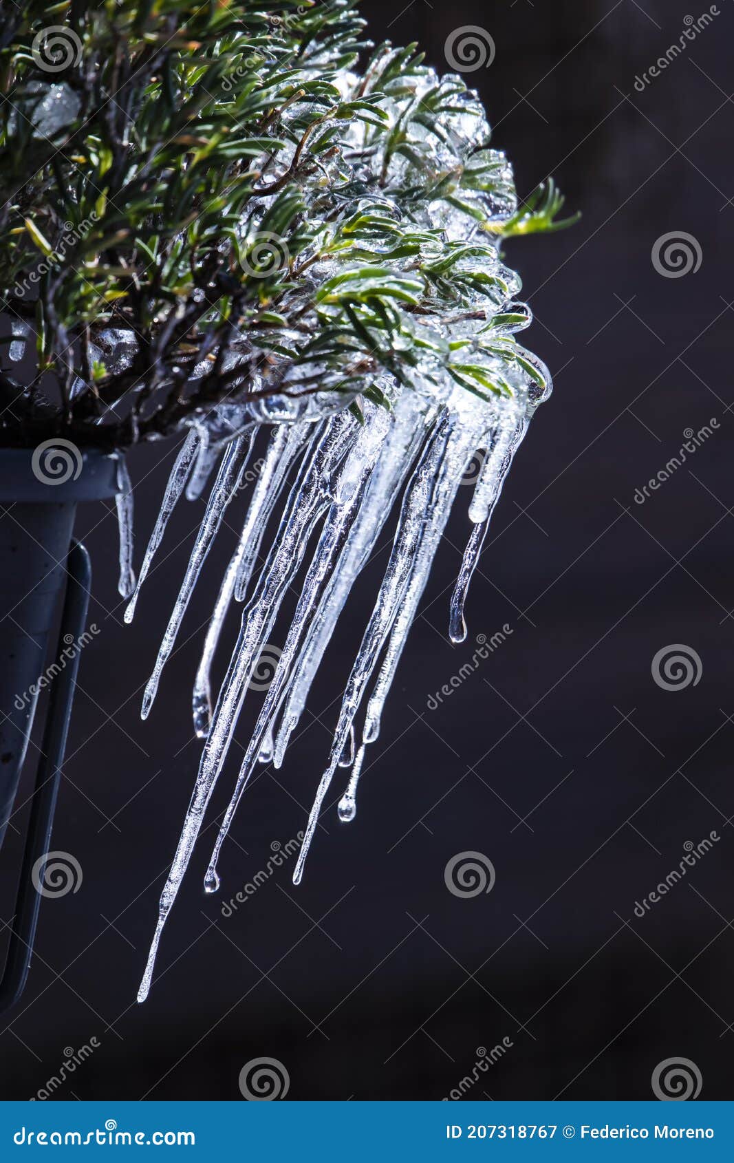 Small Icicles and Melted Snow Hanging and from Plant Stock Image ...