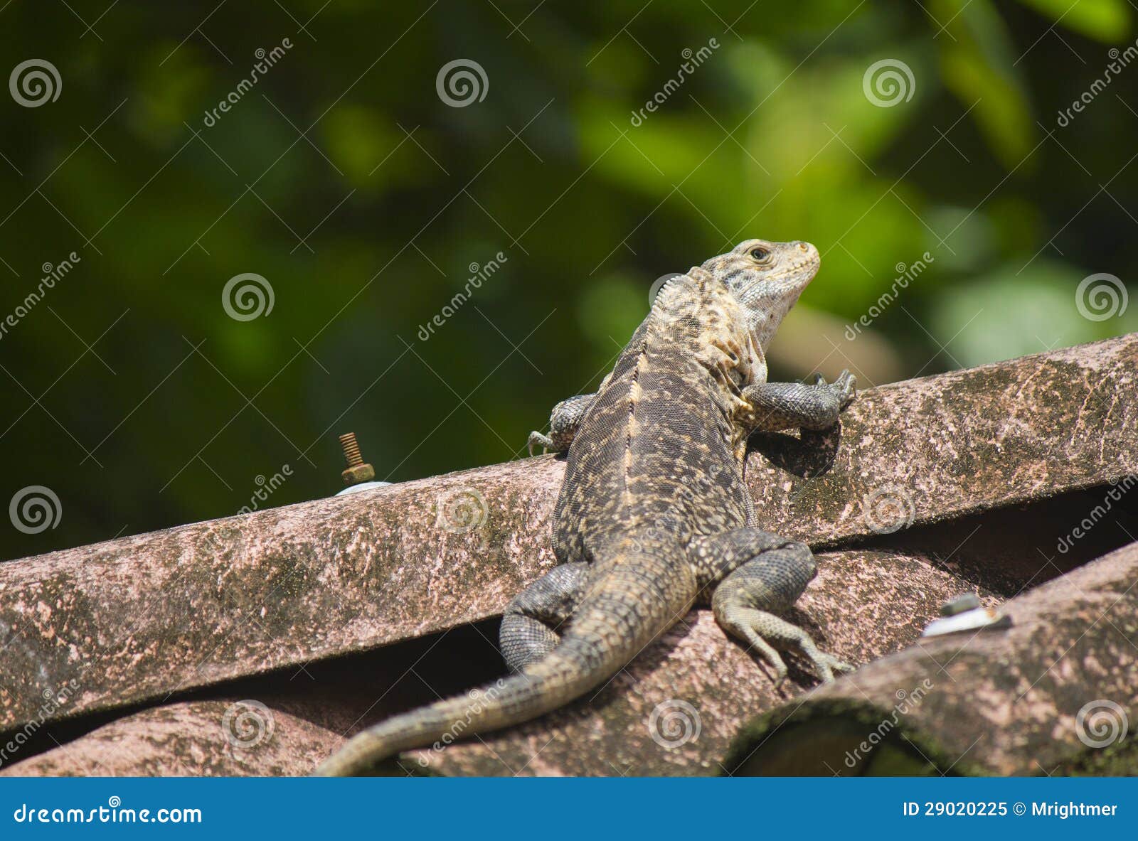 Small iguana on a rooftop stock image. Image of domestic - 29020225