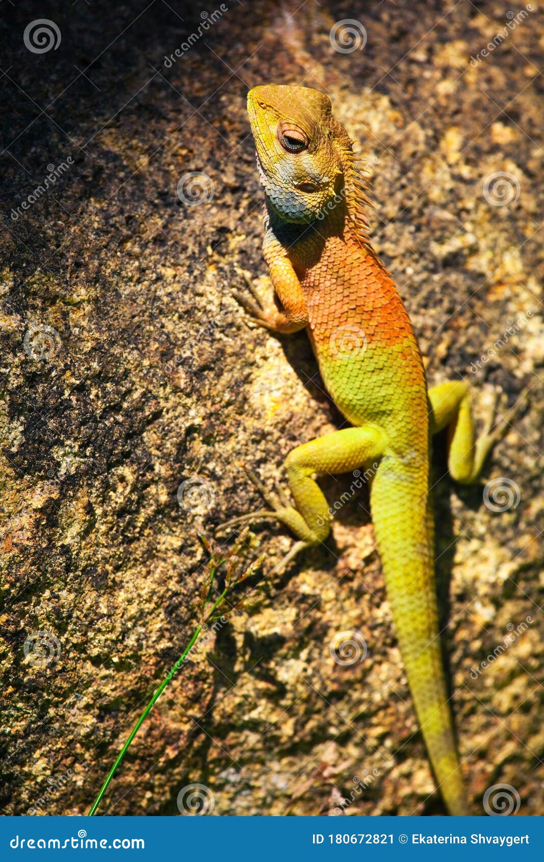 Small iguana on the tree stock image. Image of macro - 180672821
