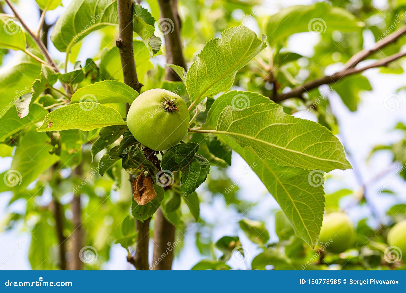 Small and Immature Apple Grows High on a Tree Spring Design Background ...