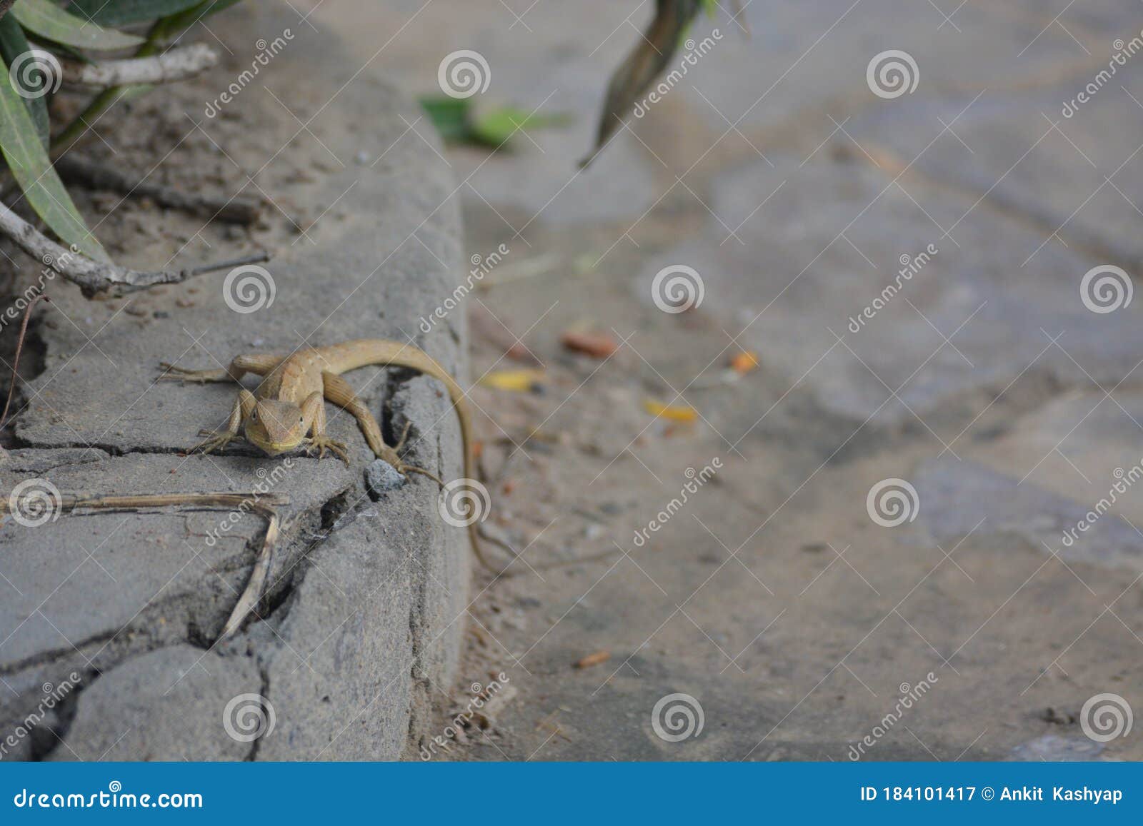 Small Indian Ground Lizard Girgit Facing the Camera. Colour Changing ...