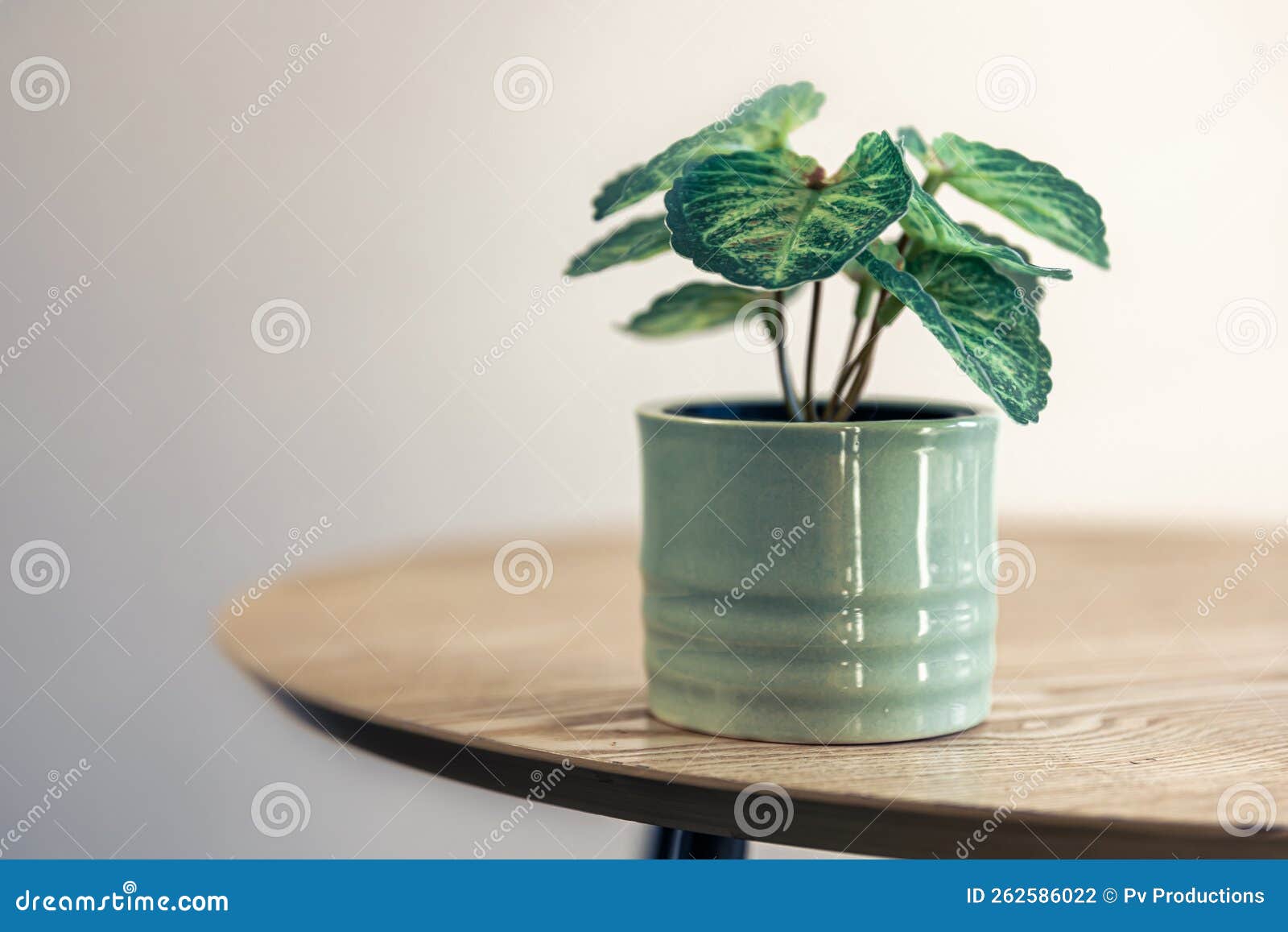 A Small Indoor Plant in a Ceramic Pot in the Interior of the Room ...