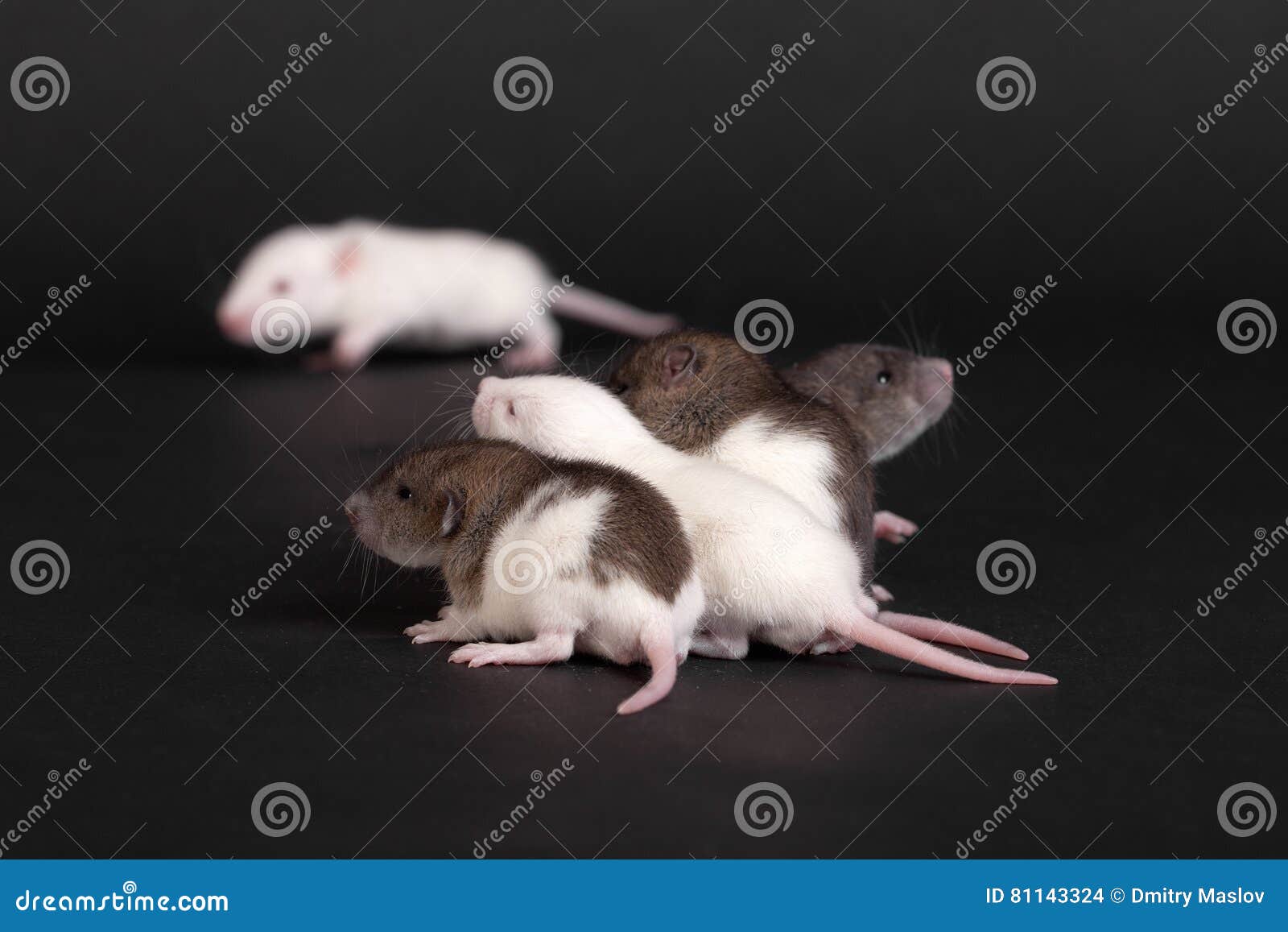 Small infant rats stock photo. Image of animals, mammals - 81143324