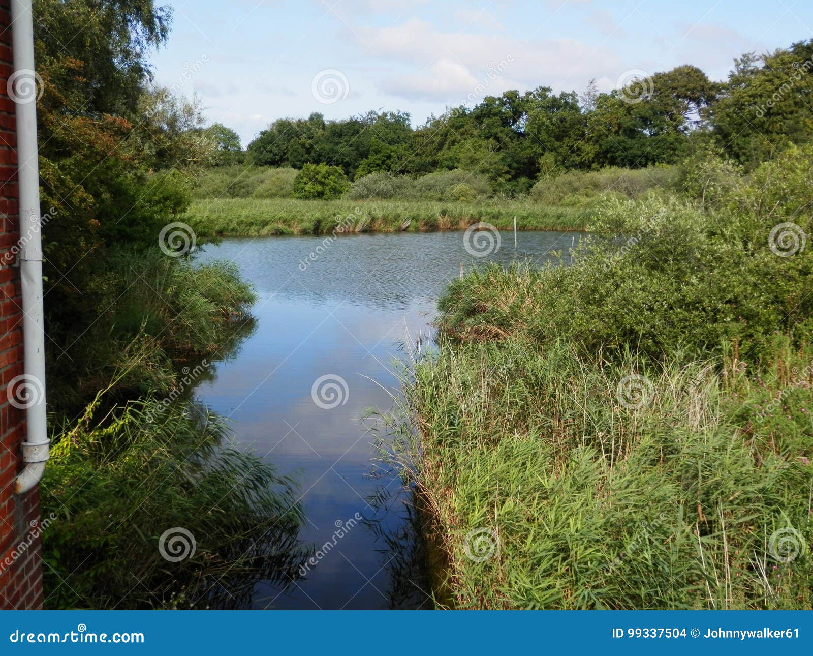 Small inlet with weeds stock photo. Image of water, inlet - 99337504
