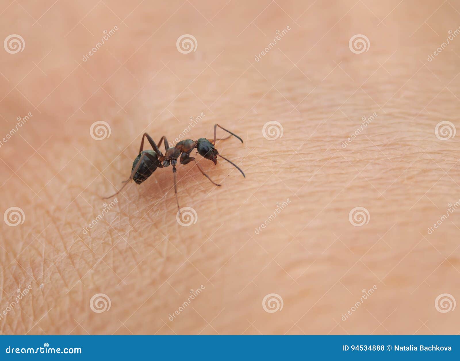 Small Insect Ant Crawling on the Skin of the Human Hand Stock Photo ...
