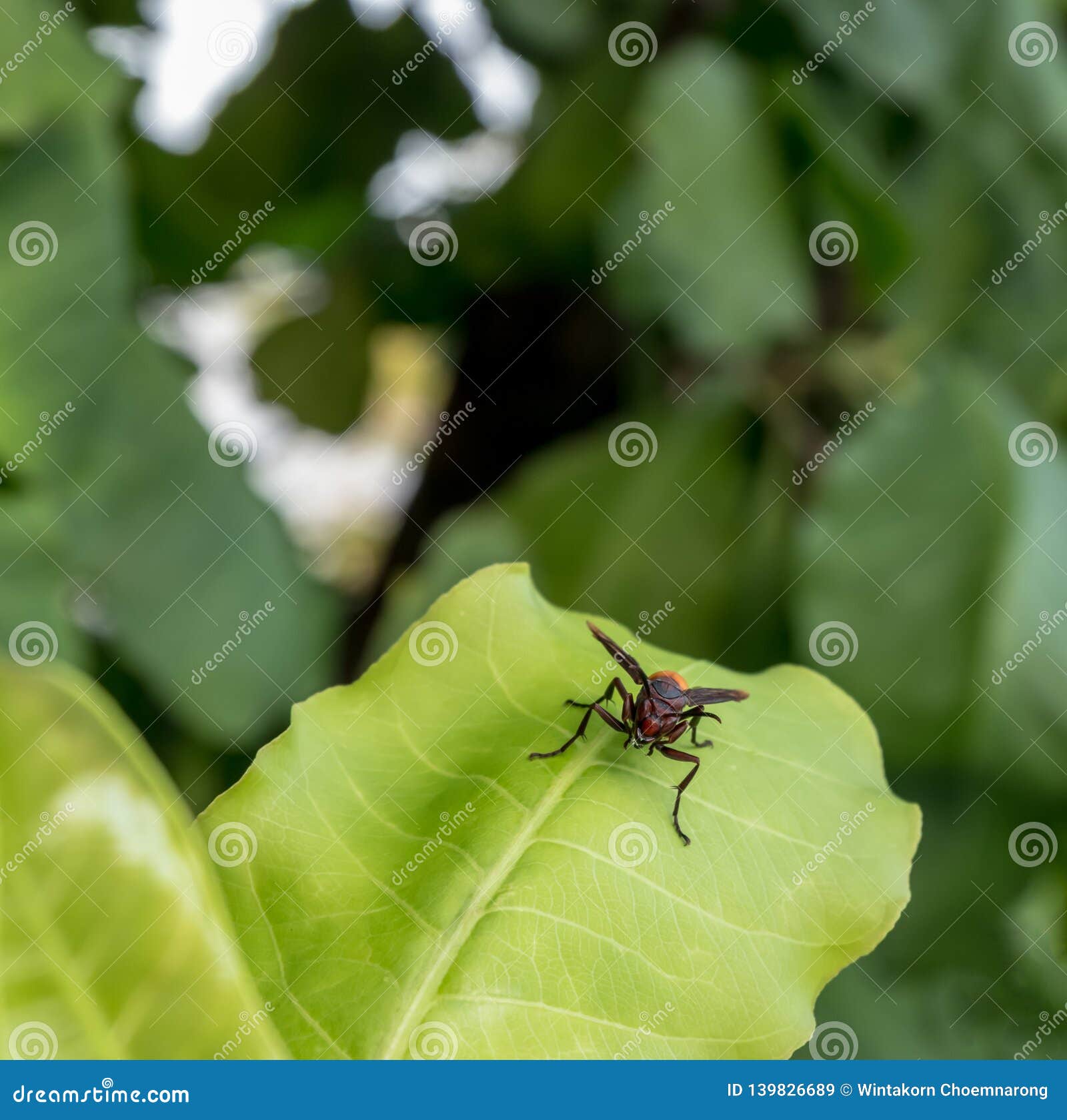 A Small Insect, Bug Caught on a Green Leaf Stock Image - Image of lady ...