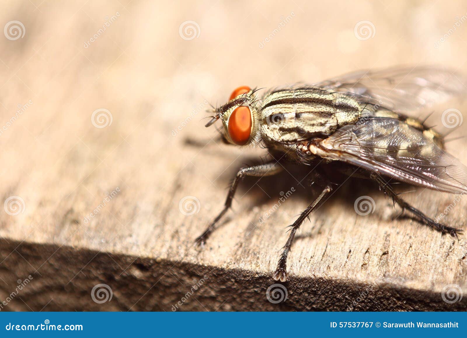 Small insect stock image. Image of ladybug, close, nature - 57537767