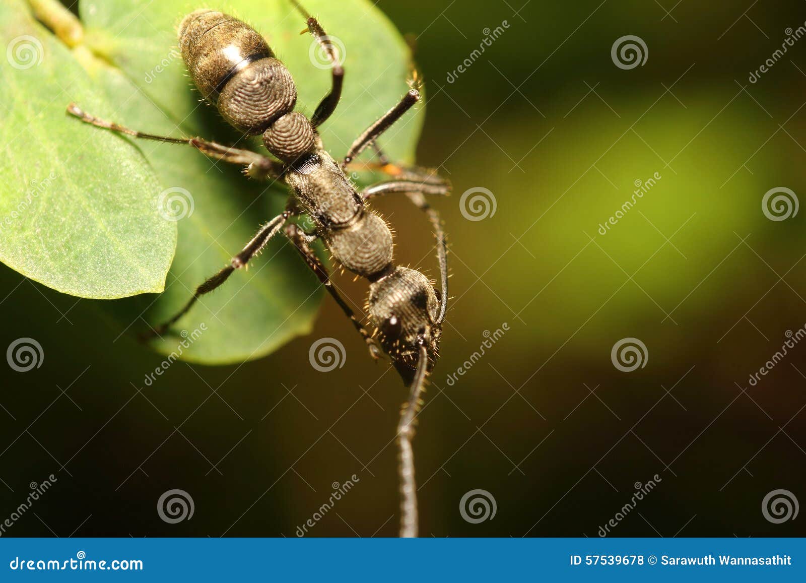 Small insect stock photo. Image of wasp, green, color - 57539678