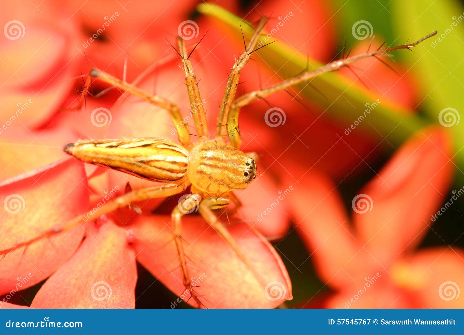 Small insect stock image. Image of isolated, close, walking - 57545767