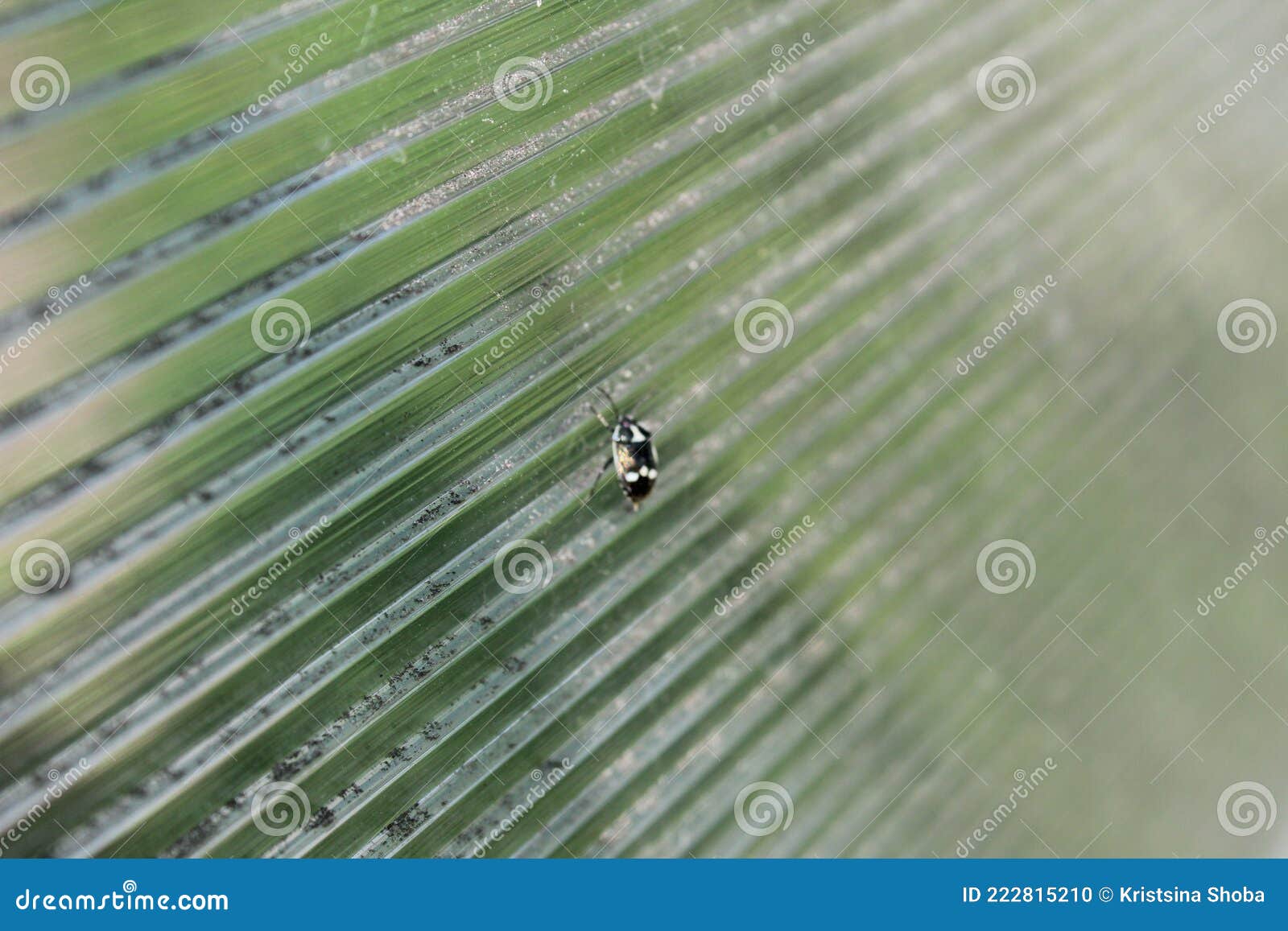 A Small Insect Bug on the Plastic Glass. Summer Stock Photo - Image of ...