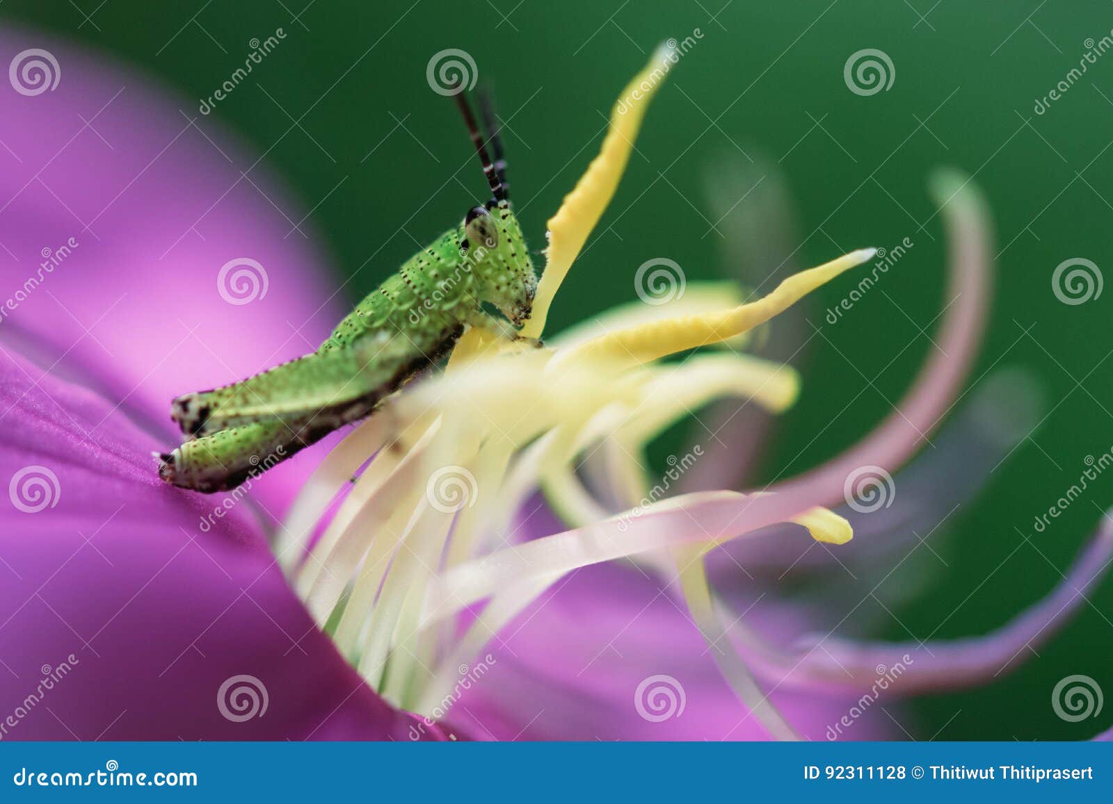 Small Insect Climbing on the Purple Flower Stock Photo - Image of look ...