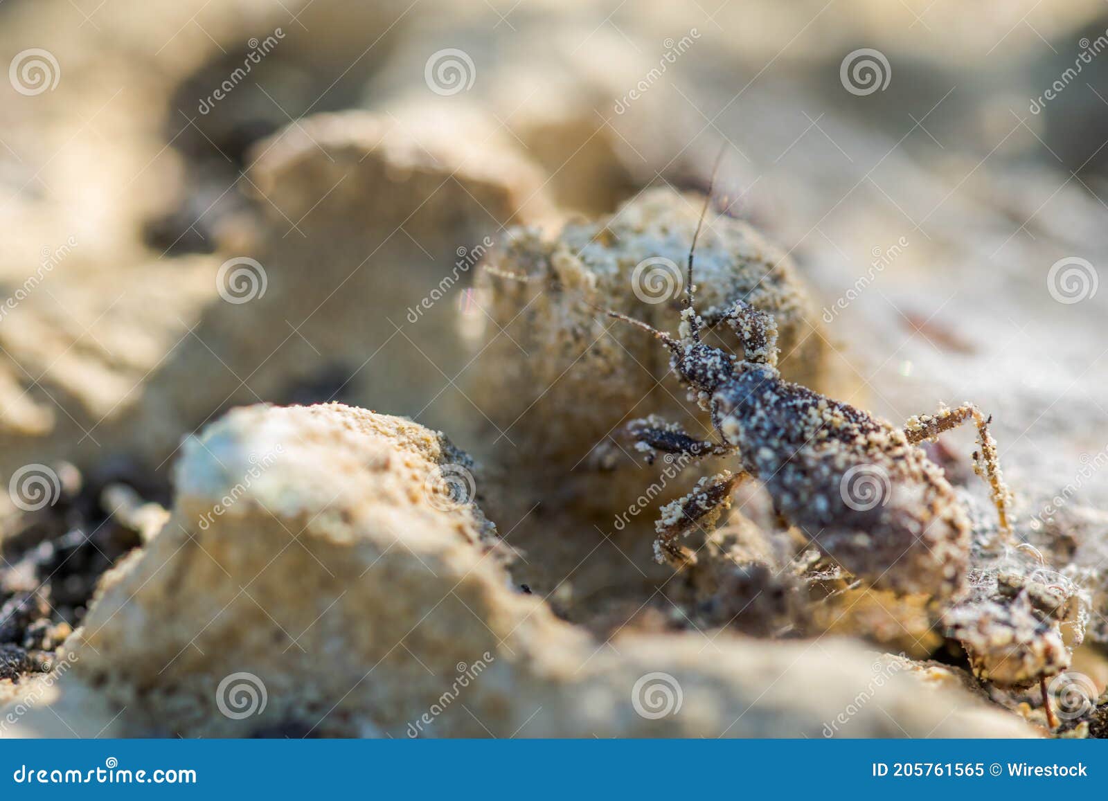 Small Insect Covered in Dust and Walks on Limestone Rocks Stock Image ...