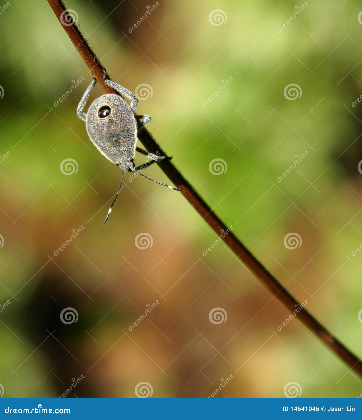 Small Insect Crawling on Twig Stock Photo - Image of spot, plant: 14641046