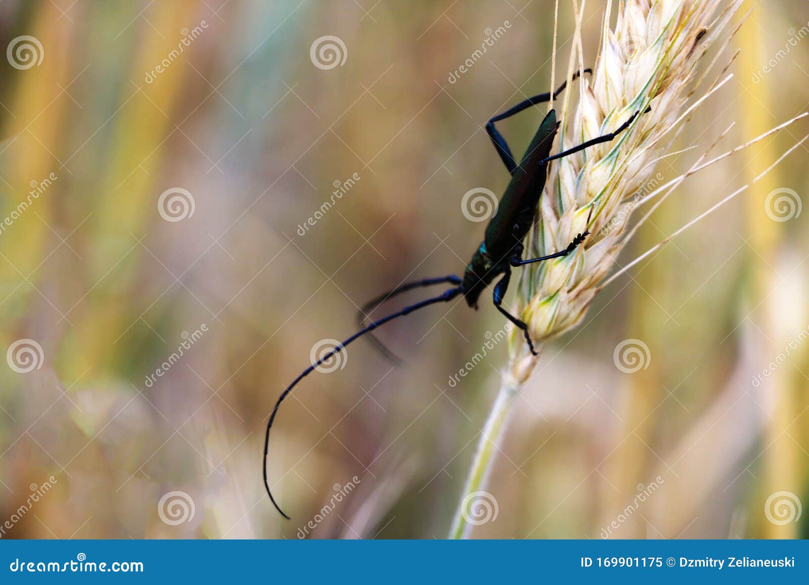 Small Insect on the Ears of Barley, Selective Focus Stock Image - Image ...