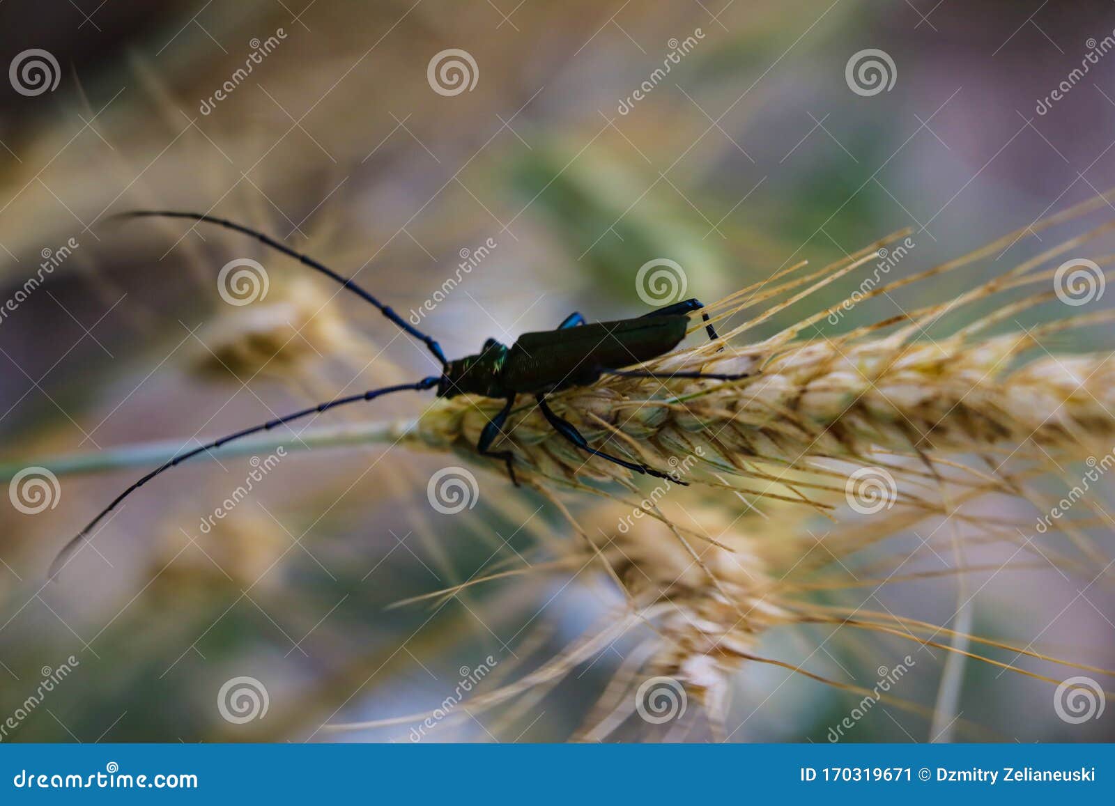 Small Insect on the Ears of Barley, Selective Focus Stock Image - Image ...