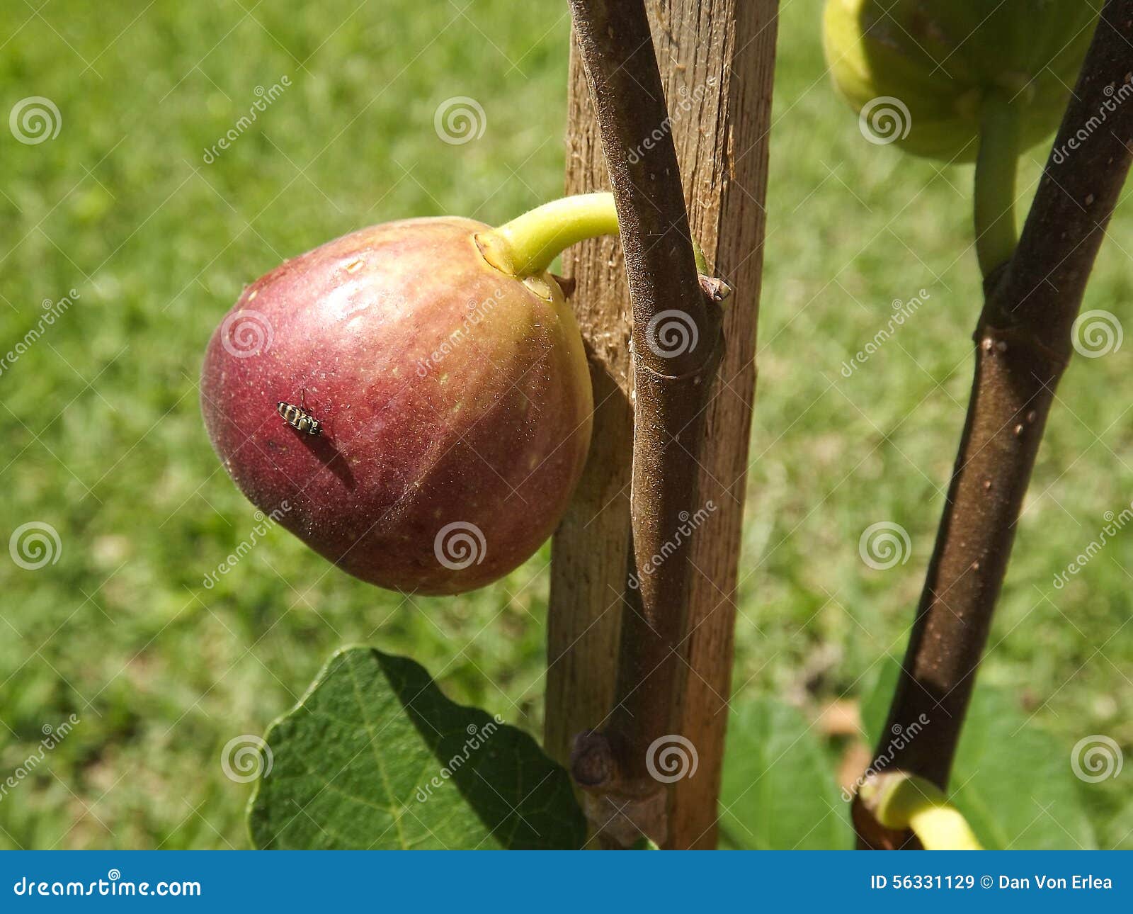 Small Insect on a Fig stock image. Image of insect, tree - 56331129