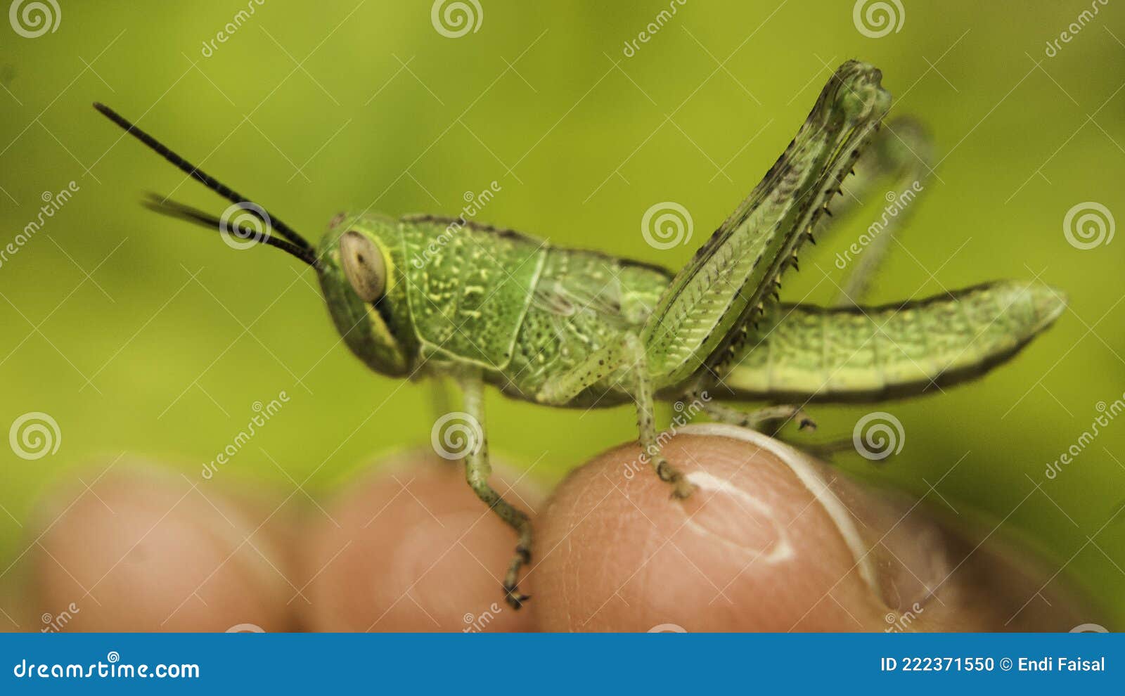 Small Insect on the Fingers Stock Photo - Image of arthropod, damselfly ...