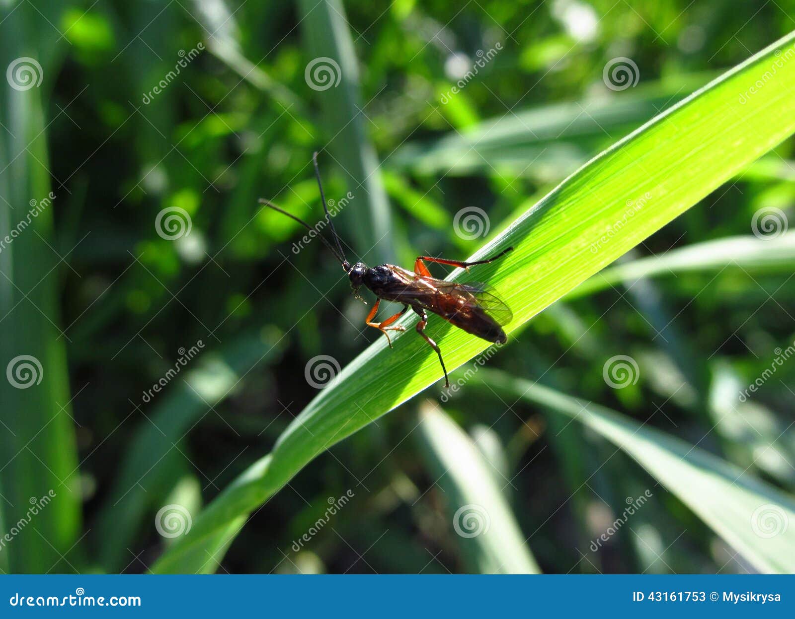A Small Insect on the Grass Stalk Stock Image - Image of sitting ...