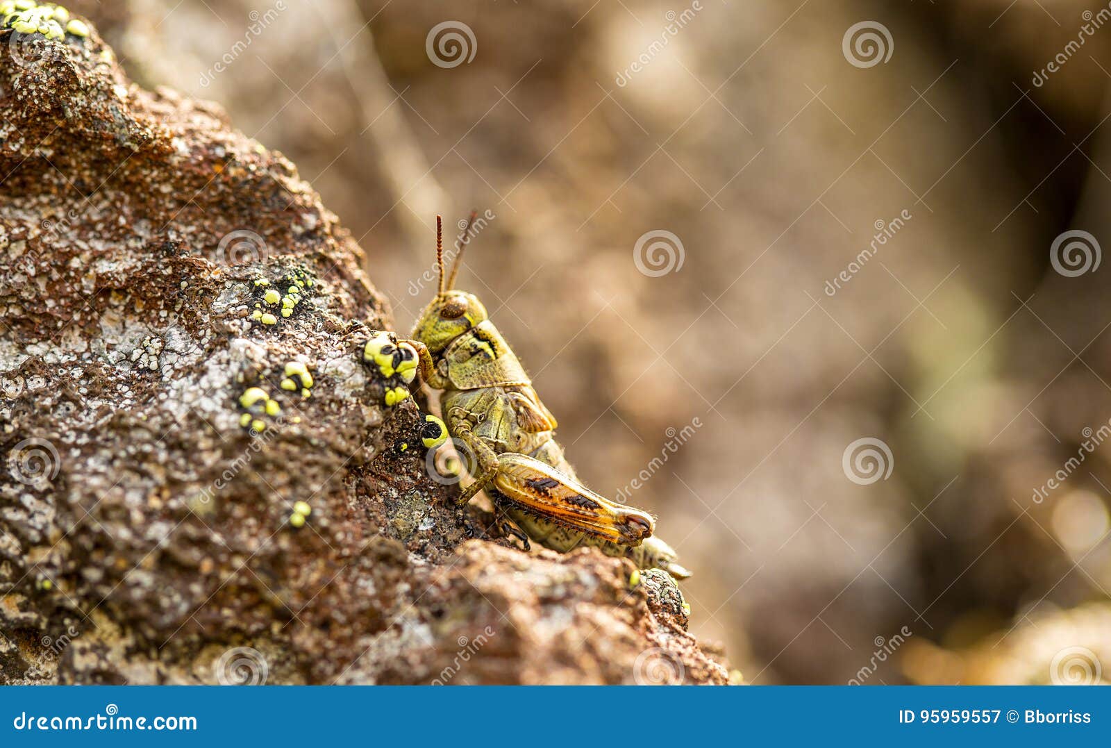 Small Insect Grasshopper on the Volcanic Stones. Stock Image - Image of ...