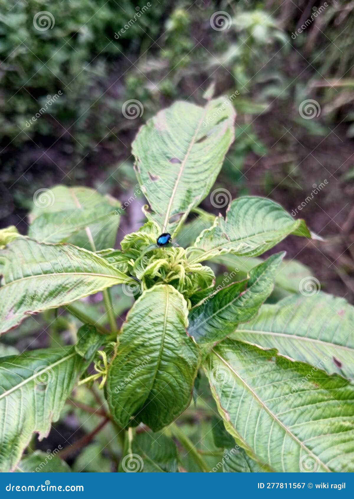 Plant with Green Leaves and Insects Stock Image - Image of plant ...