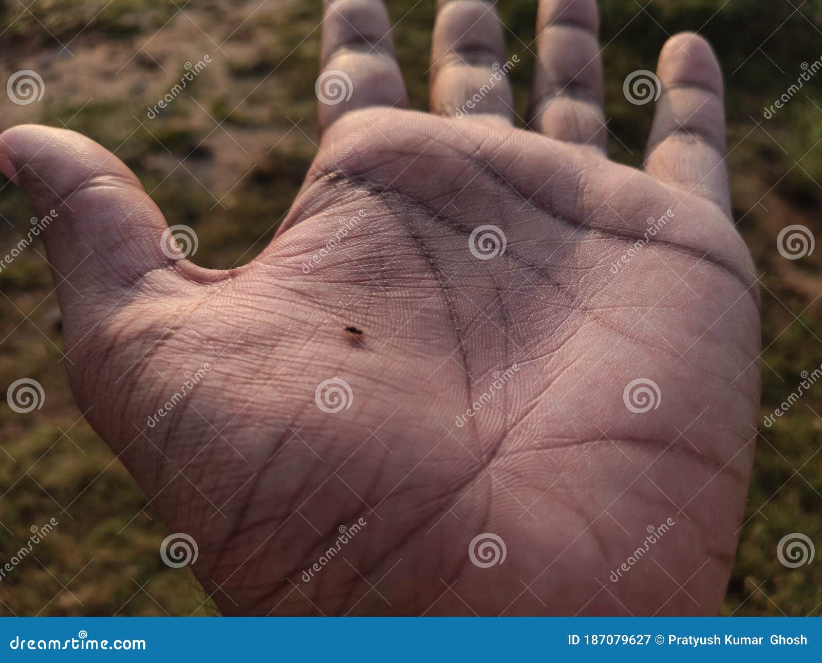 Small insect on hand stock image. Image of head, advertising - 187079627