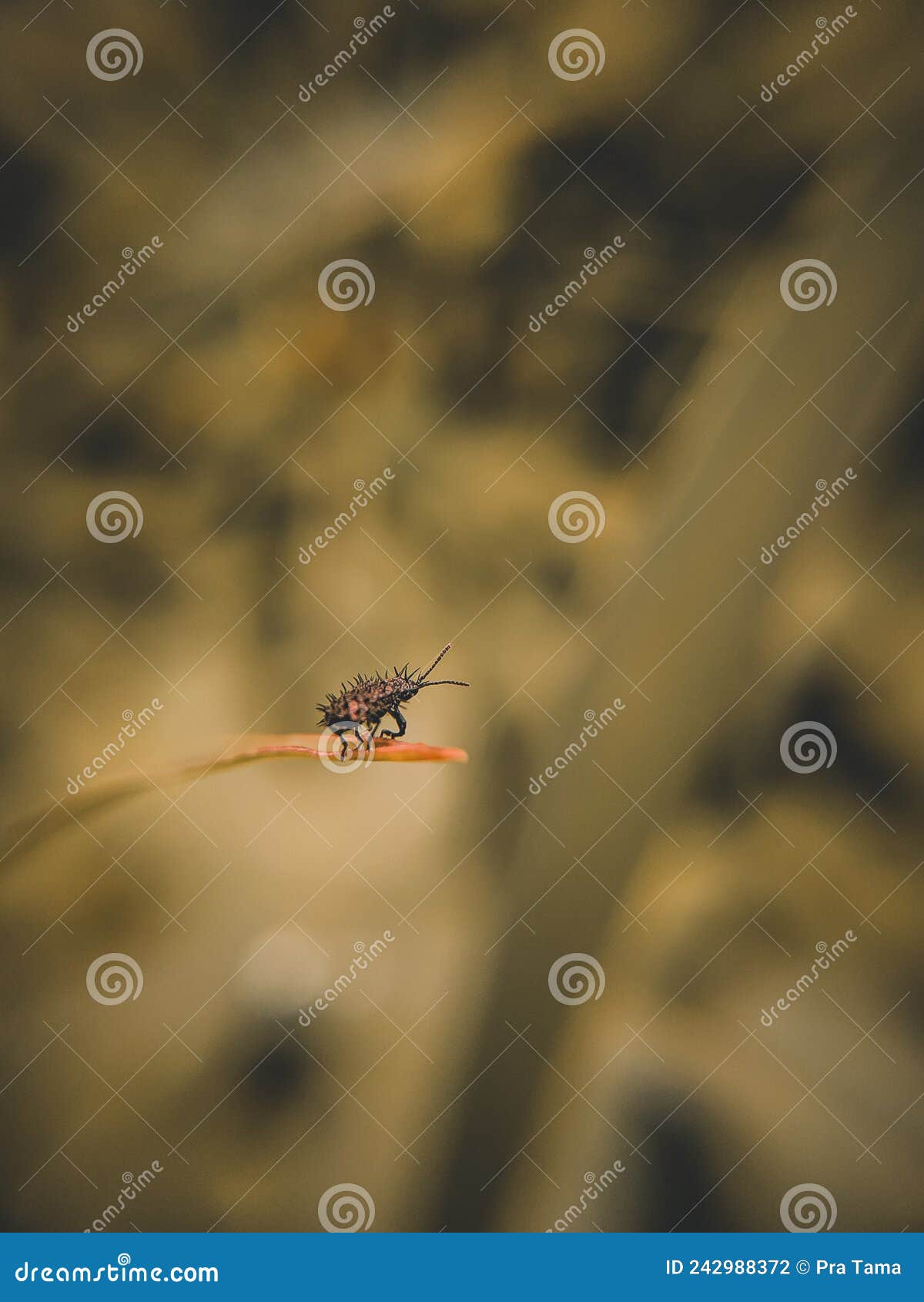 A Small Insect that Has Thorns on Its Body that Lives on Plants Stock ...