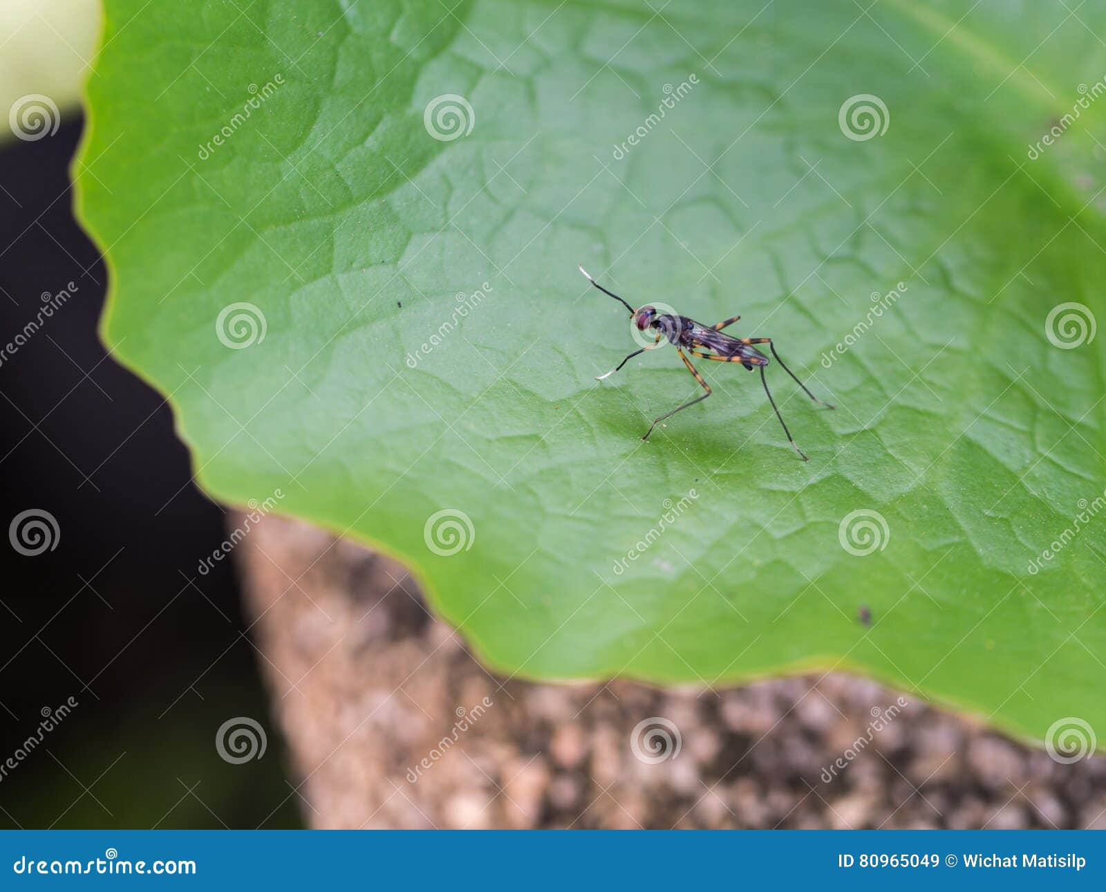 Small Insect on the Lotus Leaf Stock Image - Image of beautiful, macro ...
