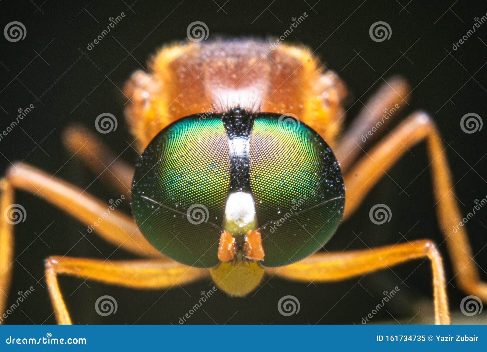 Small Insect Marvelous Eyes Stock Image - Image of fruitfly ...